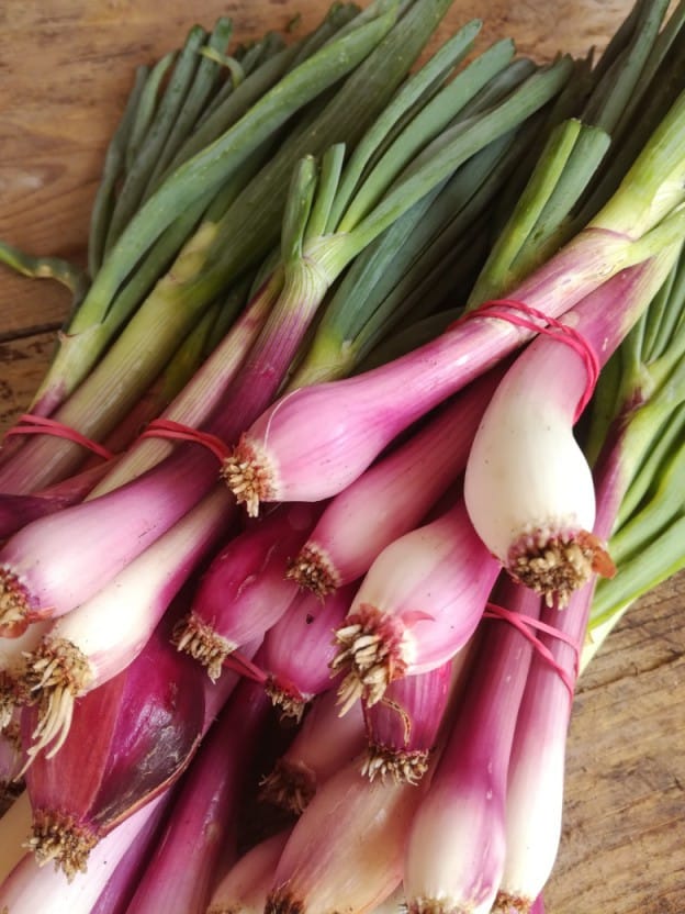 Oignon rouge (botte) | lemoulinalegumes72